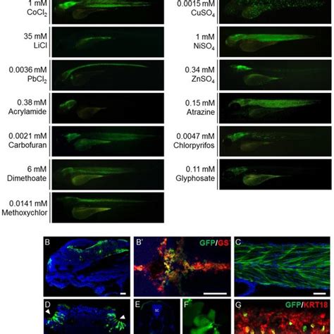 The Gfp Fluorescent Signal Intensities Induced In Huorfz Embryos Showed