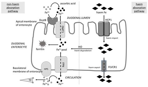 Molecules Free Full Text Possible Side Effects Of Polyphenols And