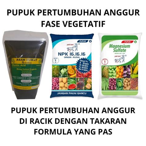 Pupuk Anggur Masa Pertumbuhan Vegetatif Agar Cepat Berbuah Lebat Vigor