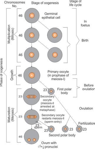 Give A Schematic Labelled Diagram To Represent Oogenesis Without