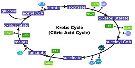 The Krebs Cycle Diagram