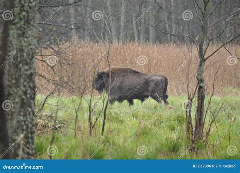 Europese Bizon In Het Bos Van De Primeval Van Bialowieza De Grootste