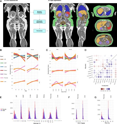 Genetic Architecture Of 11 Organ Traits Derived From Abdominal Mri