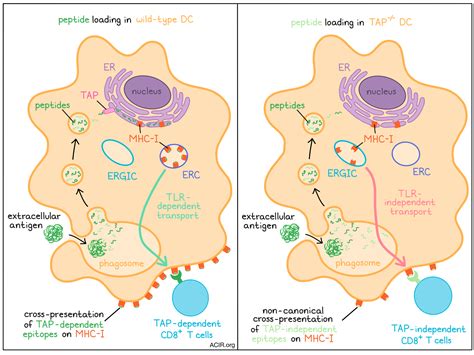 Dcs Can Tap Out Of Ordinary Cross Presentation