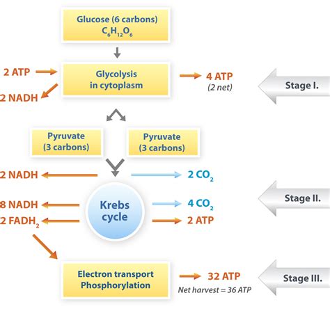 Cellular Respiration Diagram Simple