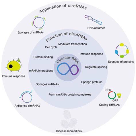 Ncrna Free Full Text Functions Of Circular Rna In Human Diseases