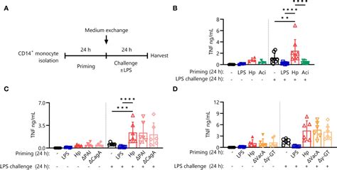 Frontiers Helicobacter Pylori Induces A Novel Form Of Innate Immune