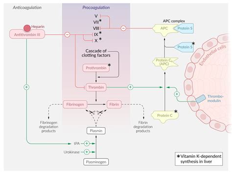 Disseminated Intravascular Coagulation Clotting Cascade