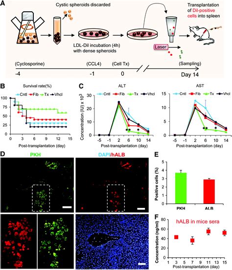 Generation Of Functional Hepatocyte Like Cells From Human Pluripotent