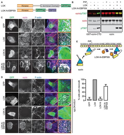 Ezrin Activation By Lok Phosphorylation Involves A Pip2 Dependent Wedge