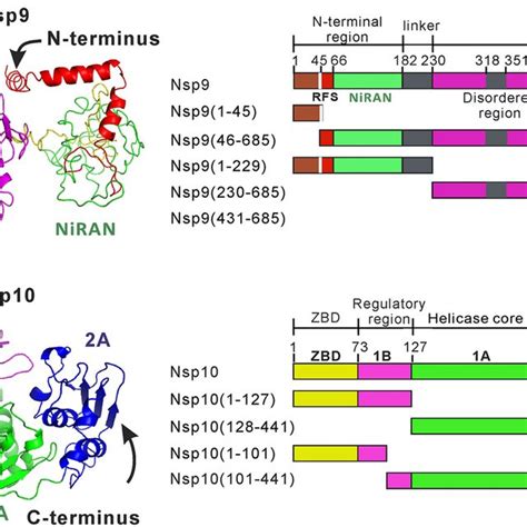 Effect Of Draco On The Level Of Prrsv Dsrna Marc 145 Cells Were Mock