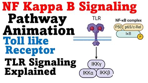 Nf Kb Pathway Cell Signaling Pathway Animation Youtube