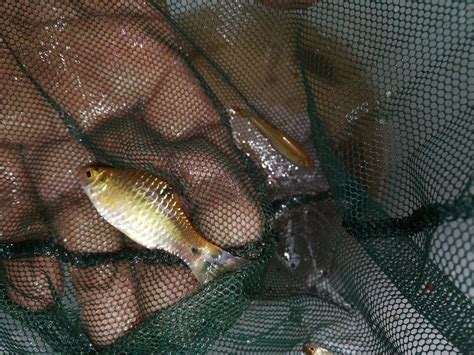 Ikan Pipi Merah Ikan Wader Merah Klasifikasi Morfologi Habitat Dll