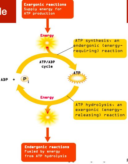 Atp Cycle Test 2 Diagram Quizlet