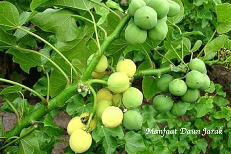 9 Manfaat Daun Jarak Untuk Kesehatan Bams