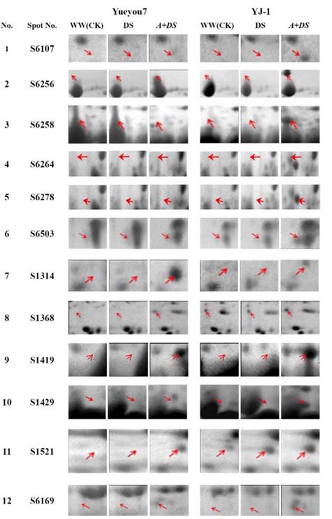 The Enlargements Of Twelve Differentially Expressed Proteins Spots In