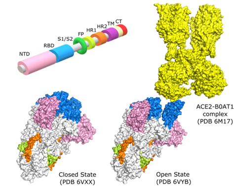 Domains Of The Spike Protein N Terminal Domain Ntd Receptor Binding