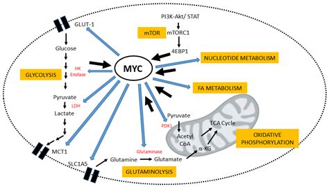 Genes Free Full Text Targeting Myc Dependence By Metabolic
