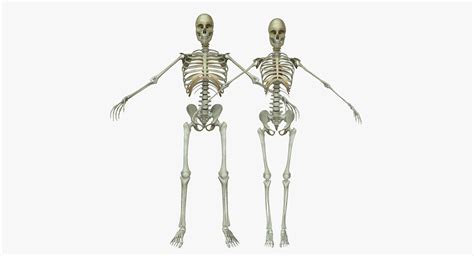 Photos Female Human Body Parts