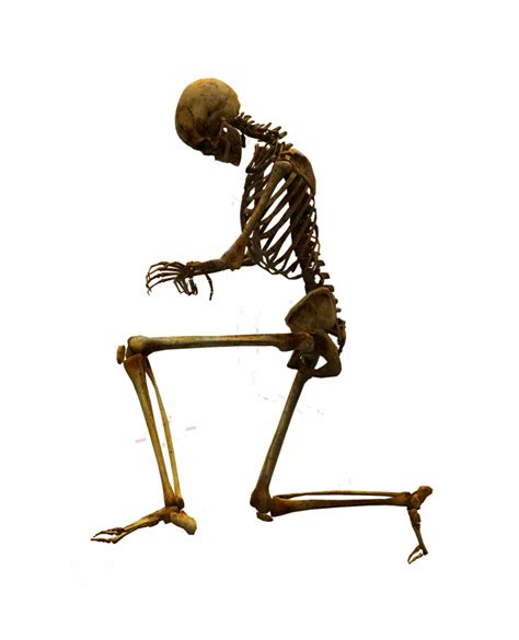 Fay3 صور لـ هيكل عظمي جمجمة عظم