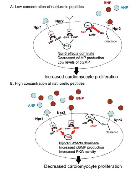 Concentration Dependent Effect Of Cardiac Natriuretic Peptides On Camp