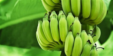 7 Manfaat Pisang Yang Jarang Diketahui Bisa Atasi Nyeri Pms