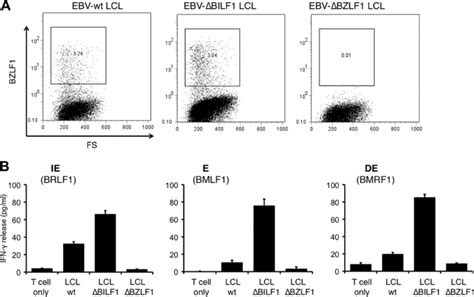 A Role For Bilf1 In Modulating T Cell Recognition During The Lytic