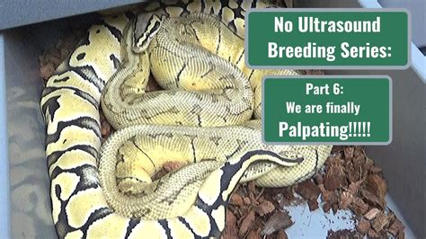 ball python breeding without an ultrasound series part 6 signs that