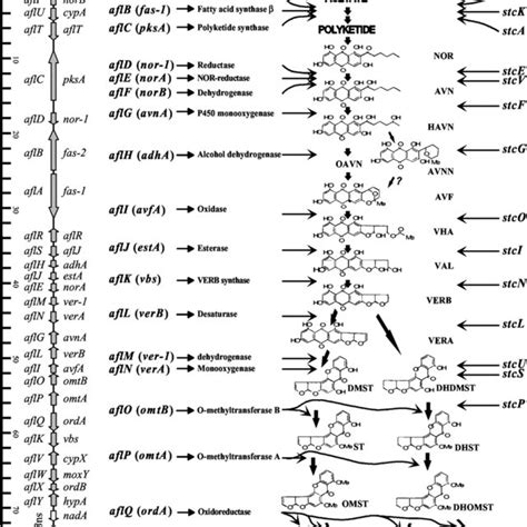 Pdf Clustered Pathway Genes In Aflatoxin Biosynthesis