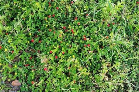 農村常見的“野草莓”，過去老人說蛇爬過不能吃，但實際價值很高