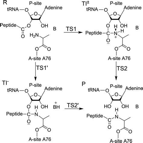 Formation Of A Peptide Bond