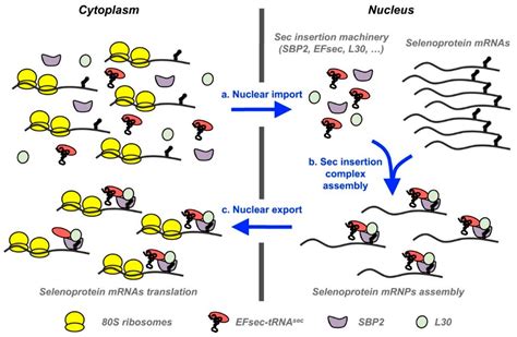 antioxidants free full text role of selenium and selenoproteins in