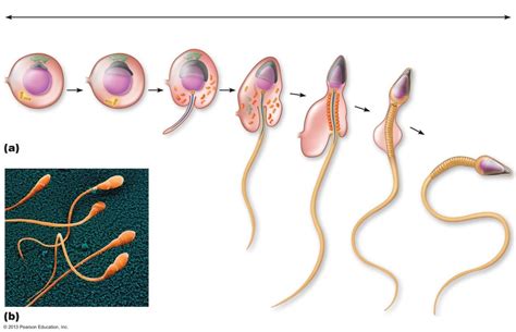 Sperm Diagram Quizlet