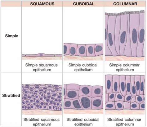 Anatomy And Physiology Chapter 4 Tissues Flashcards Quizlet