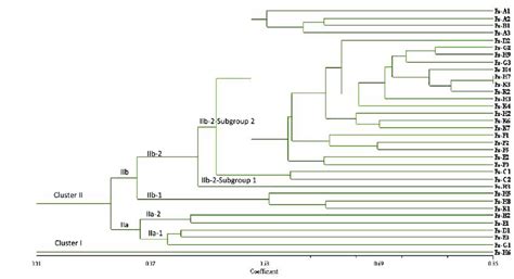 the dendrogram based on issr polymorphism and upgma clustering method