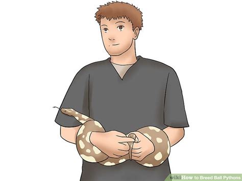 how to breed ball pythons with pictures wikihow