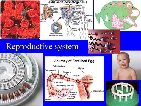 Ppt Reproductive System Powerpoint Presentation Free Download Id