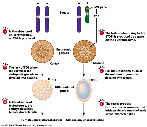 genetics of sex