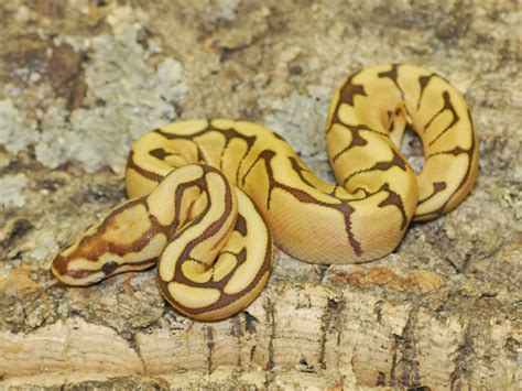 albino spider ball pythons for sale adoption from selangor kajang