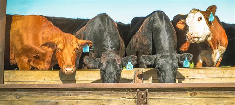 3 Types Of Cattle Feed When To Feed Them And How They Differ West