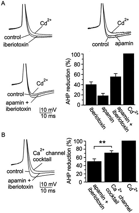 Afterhyperpolarization Regulates Firing Rate In Neurons Of The