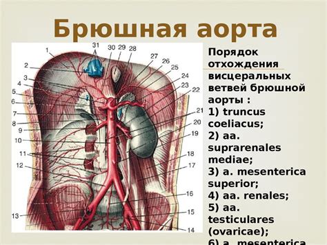 Строение внутренних органов человека брюшная полость женщины фото с