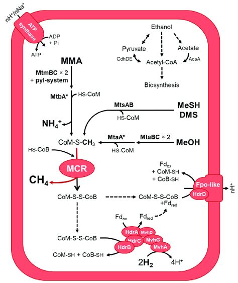 Predicted Metabolic Pathways For Methanogenesis Carbon Assimilation
