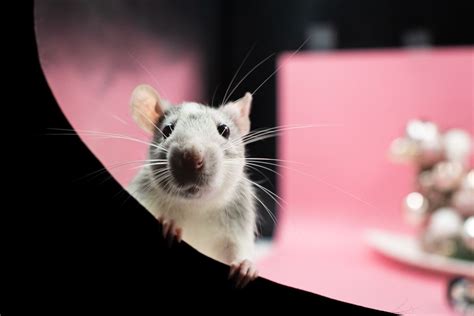 Whats The Difference Between A Rat And A Mouse Discover 7 Ways To