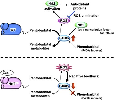 Nrf2 Antioxidative System Is Involved In Cytochrome P450 Gene