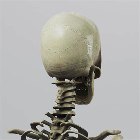 Artstation Human Digestive System And Skeleton Anatomy Resources