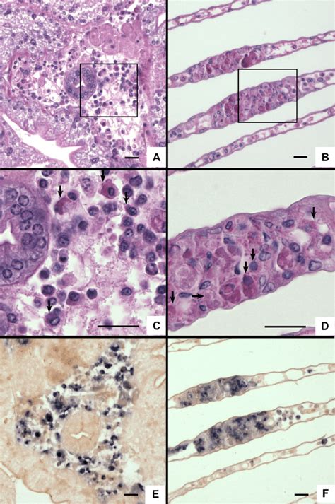 Histological Examination And In Situ Hybridization Analysis Of A