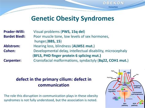 Ppt Obesity Genetic Update By Cgh Analysis And Its Potential 4b5