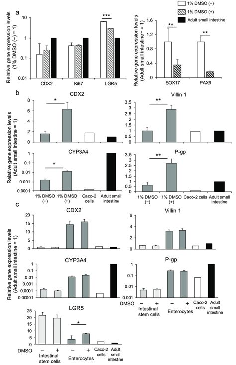 The Effect Of 1 Dmso Pretreatment Before Differentiation On Small
