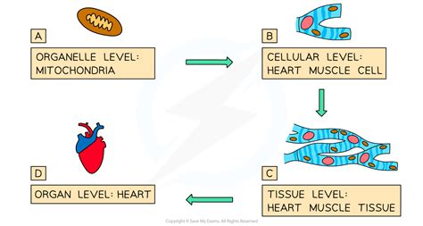 Edexcel Igcse Biology Double Science 复习笔记 2 1 1 Levels Of Organisation